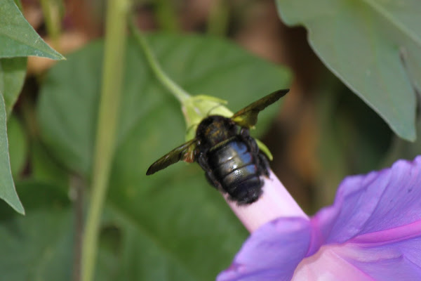 Carpenter Bee | Project Noah