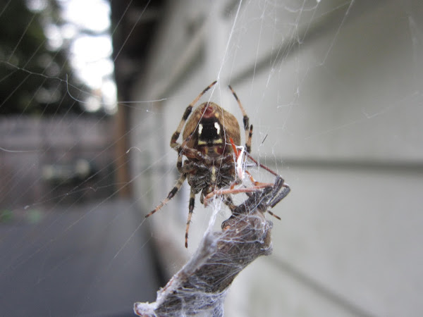 Garden Orb Weaver | Project Noah