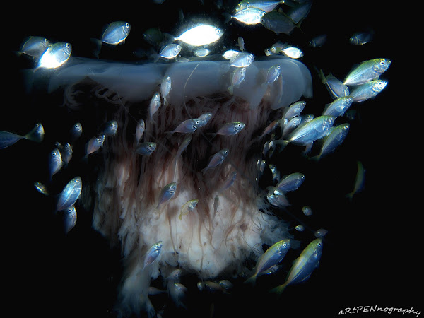 Jellyfish | Project Noah