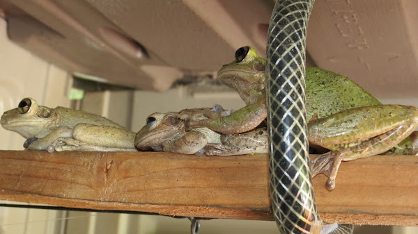 Cuban Tree Frog | Project Noah