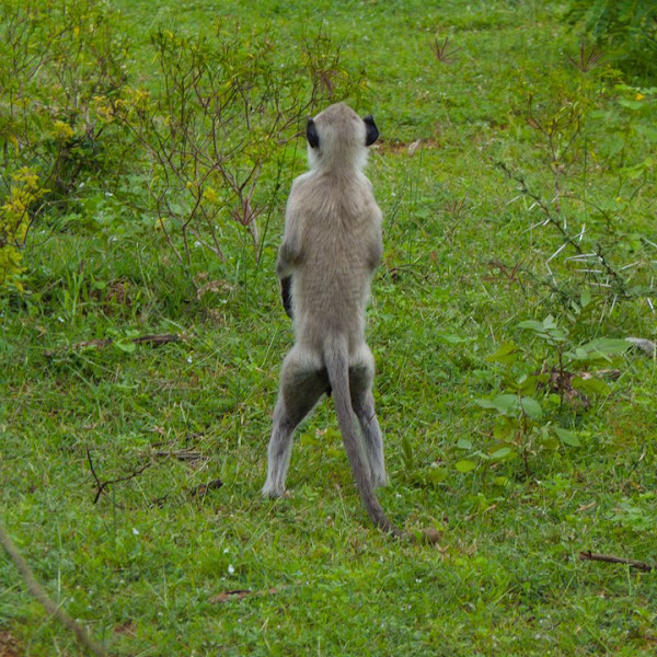Tufted gray Langur | Project Noah