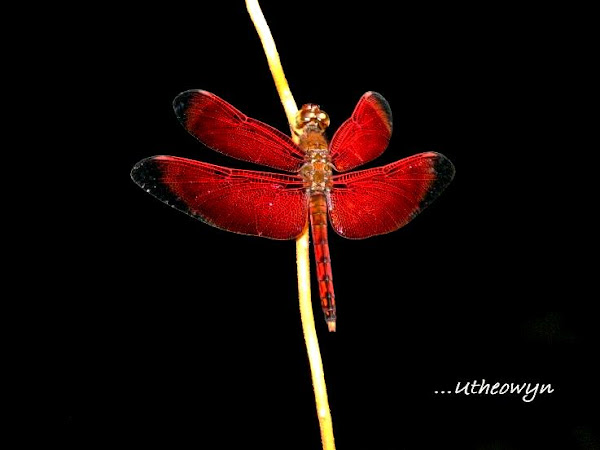 red grasshawk | Project Noah