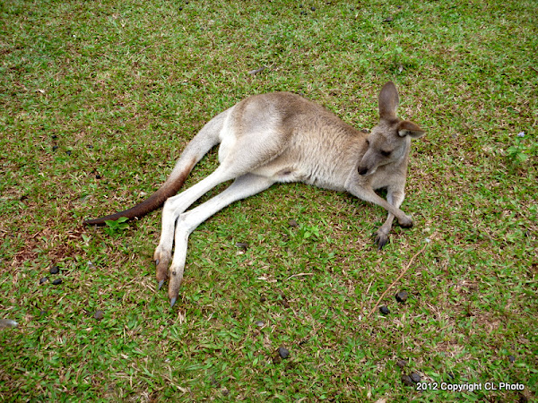 Eastern Grey Kangaroo | Project Noah