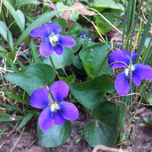 Common violet | Project Noah