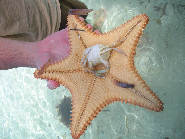 Cushion Starfish | Project Noah
