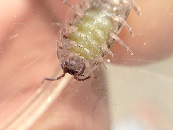 Pillbug | Project Noah