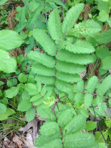 American Mountain Ash | Project Noah