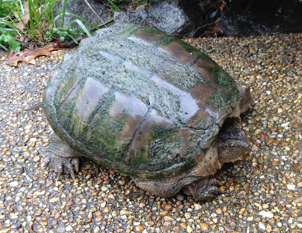 Common Snapping Turtle | Project Noah