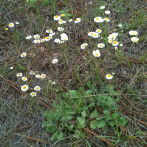 Oakleaf Fleabane | Project Noah
