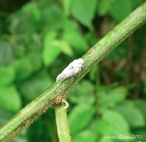 Flatid Hopper | Project Noah