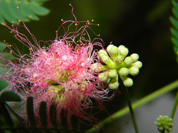 Silk Tree | Project Noah