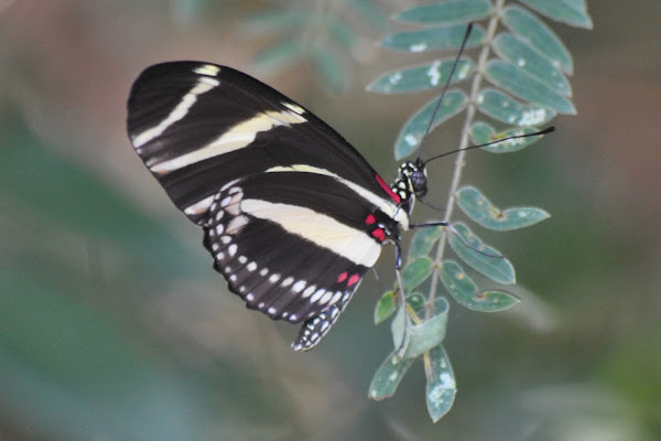 Zebra Longwing | Project Noah