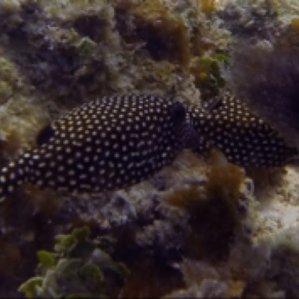 Spotted Boxfish | Project Noah