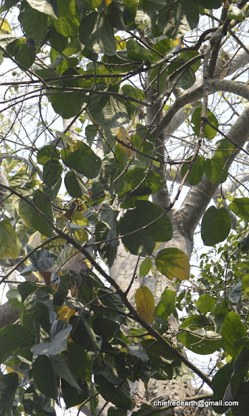 Buddha Coconut, கொடைத்தோண்டி, Mad Tree | Project Noah