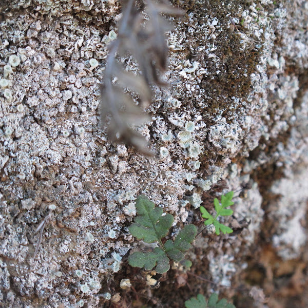 Pixie-cup Lichen | Project Noah