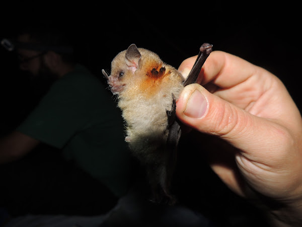 Little Yellow-Shouldered Bat | Project Noah