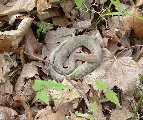 Northern Copperhead | Project Noah