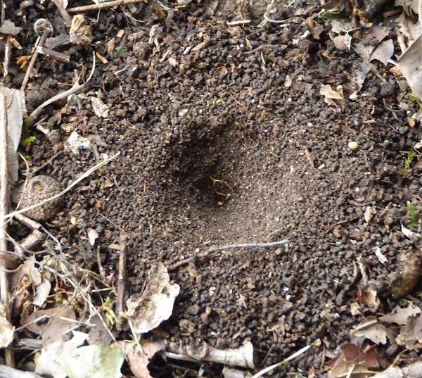 Antlion larva & nest | Project Noah