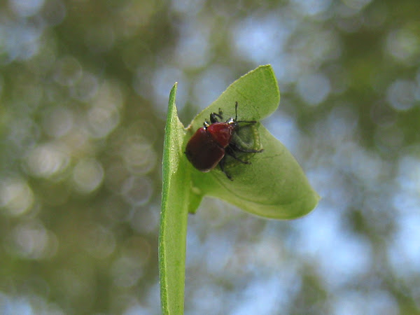 Leaf-rolling Weevil | Project Noah