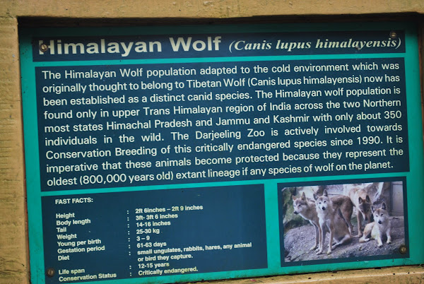himalayan wolf | Project Noah