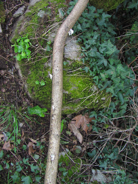 Split Gill | Project Noah