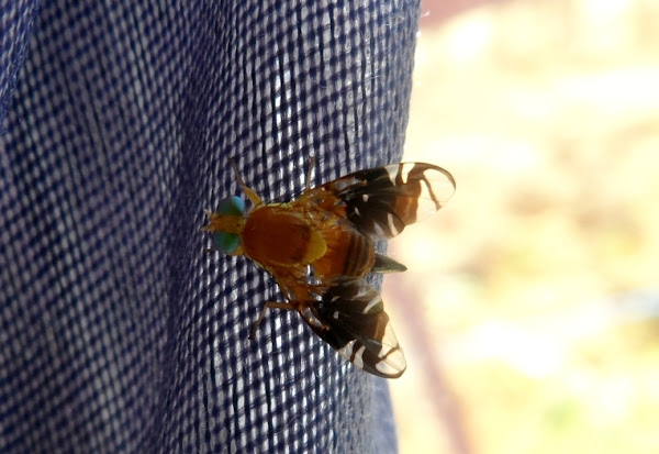 Fruit Fly | Project Noah