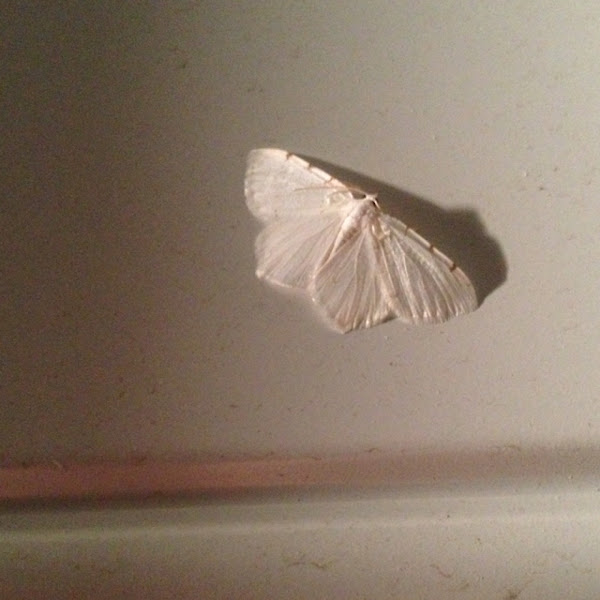 Lesser Maple Spanworm | Project Noah