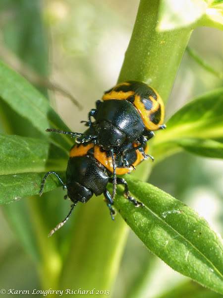 Milkweed leaf beetles (mating) | Project Noah