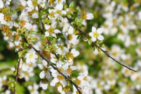 Mount Fuji Early Spirea | Project Noah