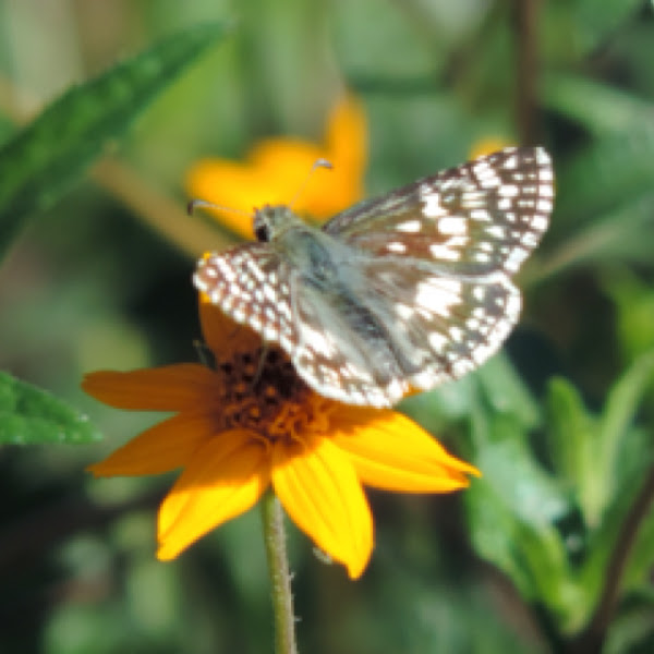 Desert Checkered Skipper | Project Noah