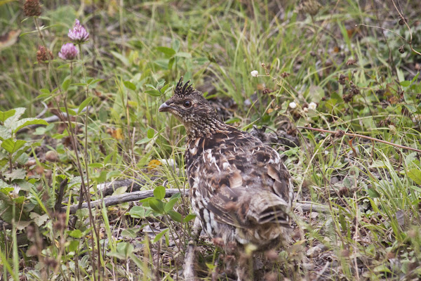 Ruffed Grouse | Project Noah