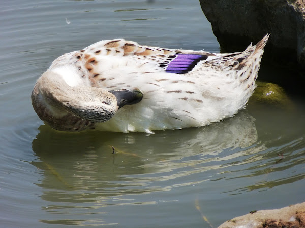 leucistic mallard | Project Noah