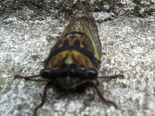 cicada | Project Noah