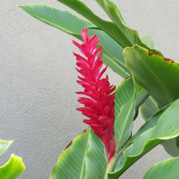 Red Ginger | Project Noah