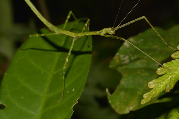 Stick Insect, Phasmid - Nymph | Project Noah