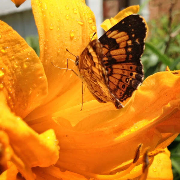 Hackberry Emperor | Project Noah