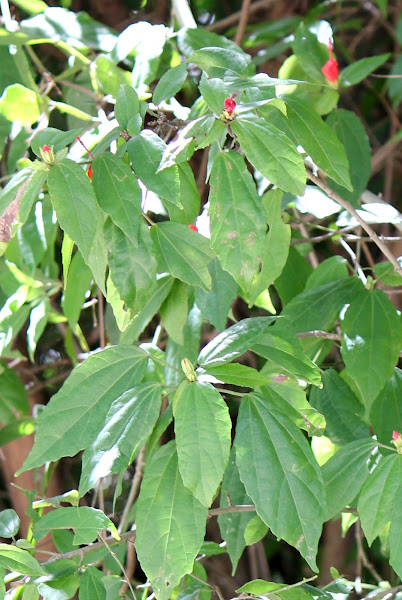 Wax Mallow | Project Noah