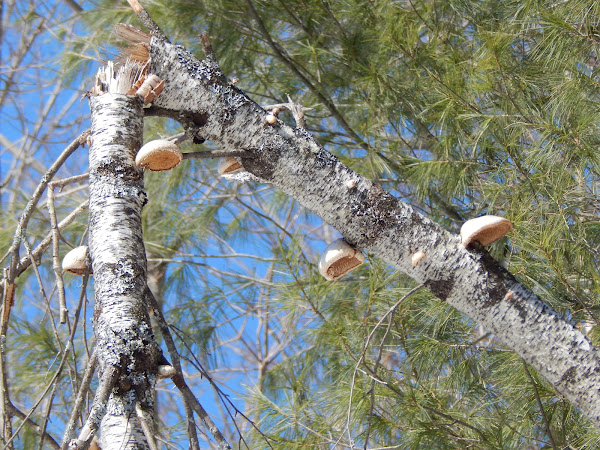 Birch Polypore | Project Noah