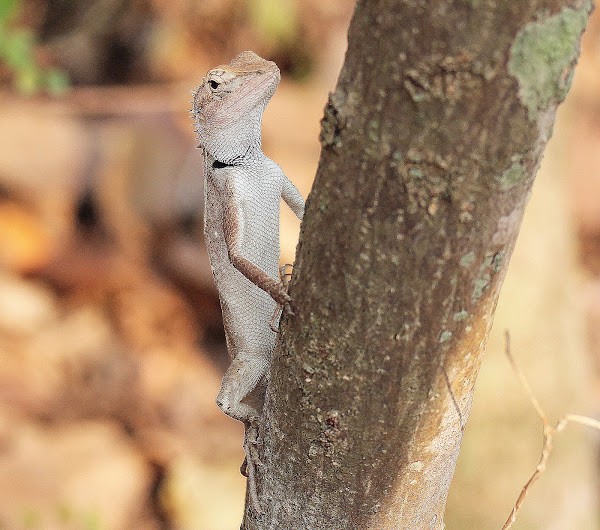 Forest Crested Lizard | Project Noah