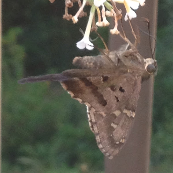 Long-tailed Skipper | Project Noah