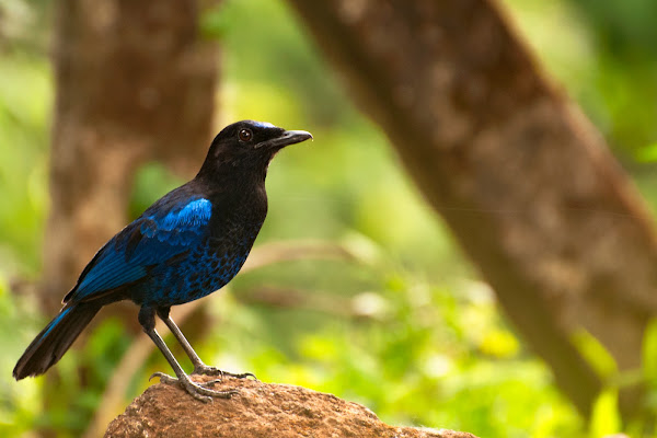 Malabar Whistling Thrush | Project Noah