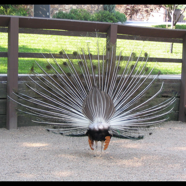 Peacock (Peafowl) | Project Noah