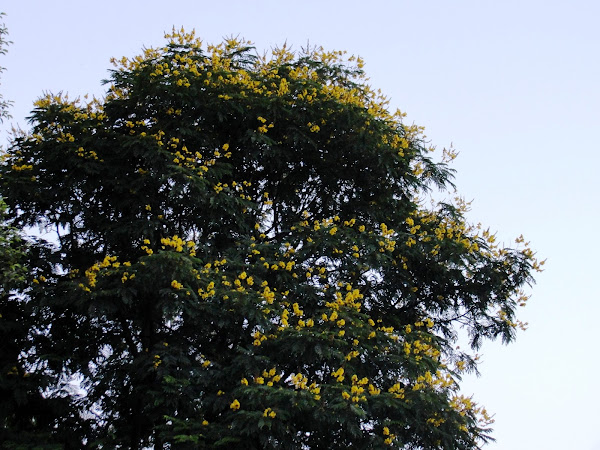 पीला गुलमोहर Yellow Flame Tree | Project Noah