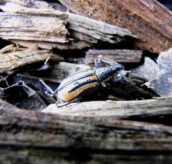 Root Weevil | Project Noah