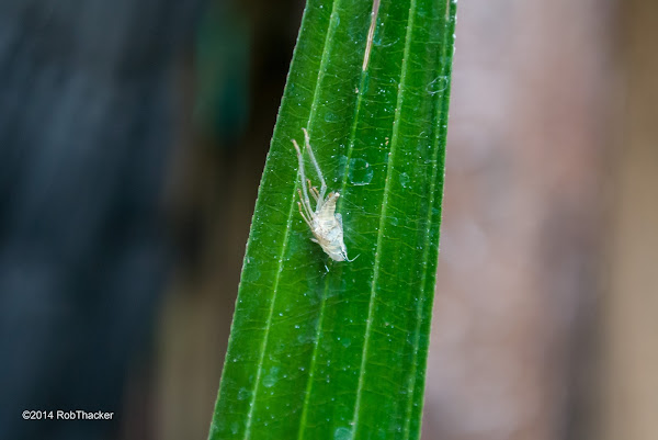 Leafhopper | Project Noah
