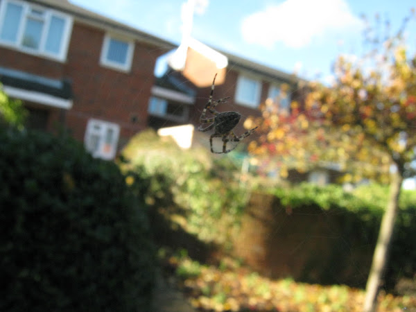 Cross Orb Weaver | Project Noah