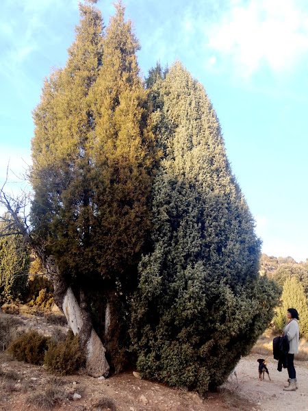 Enebro. Junipers | Project Noah