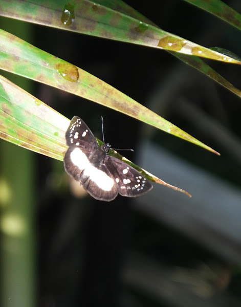 Bird dropping skipper | Project Noah