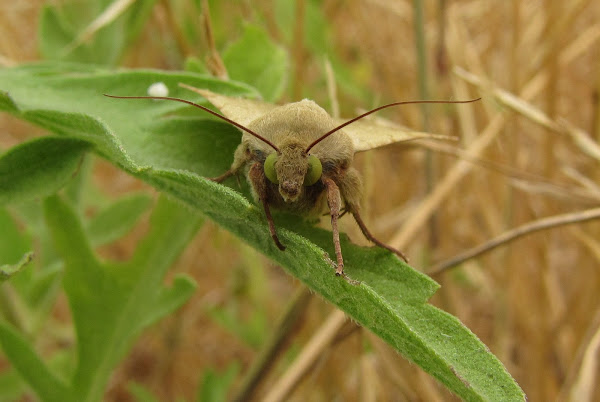 Corn Earworm | Project Noah