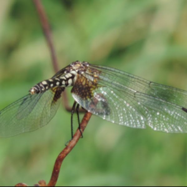 Checkered Setwing | Project Noah